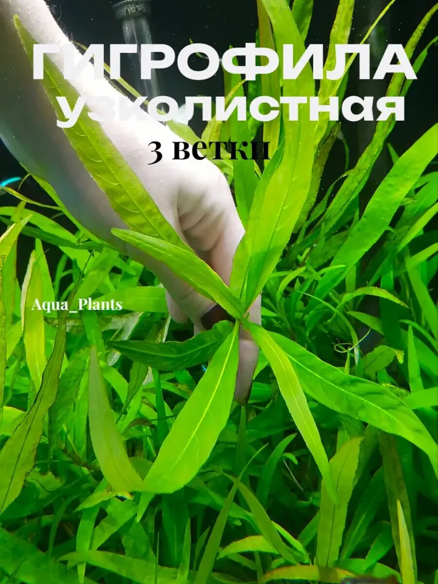 Гигрофила (иволистная) узколистная (3 ветки 10-12см) (Hygrophila corymbosa. Angustifolia).