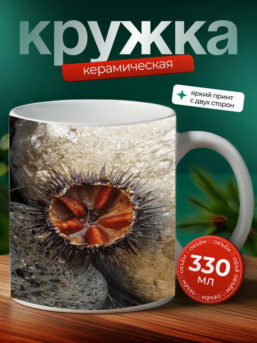 Кружка Морской ёж иглокожее 3,
