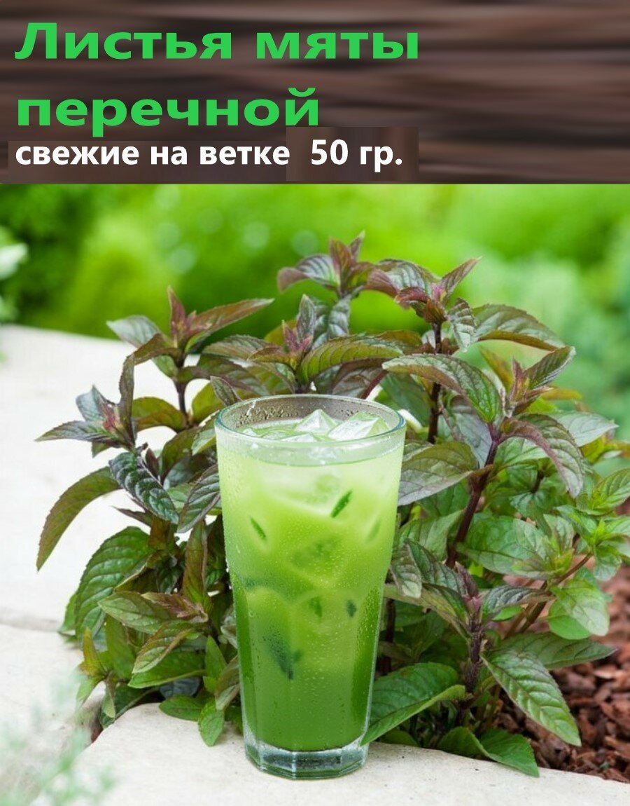 Листья мяты перечной, свежие на ветке 50 г, для здоровья и наслаждения