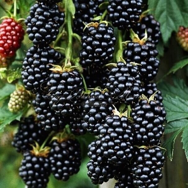 Ежемалина Бойсенберри ежемалины, многолетняя, черная, крупноплодная