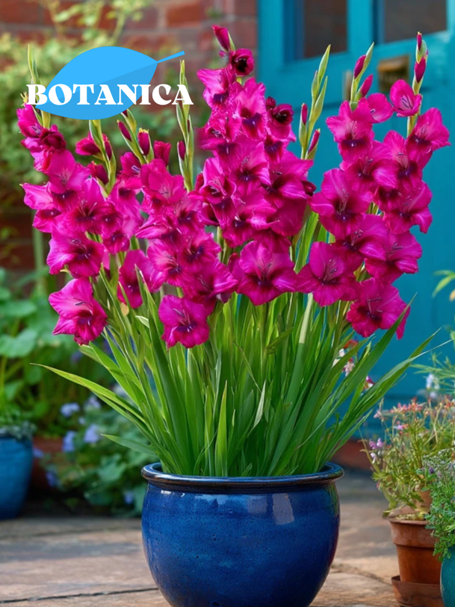 Луковицы цветов , botanica garden , Гладиолус Эвидент (10 луковиц)