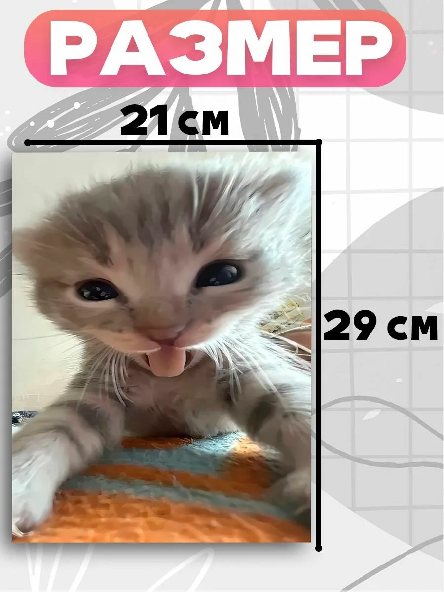 Постер на стену мем котик , плакат 1шт, А4 размер. — фото 1