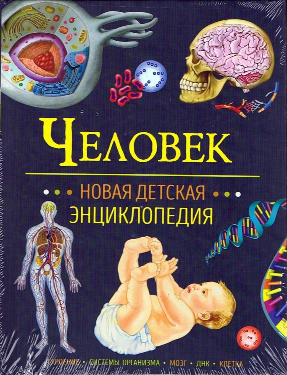 Человек. Новая детская энциклопедия / Ирина Травина