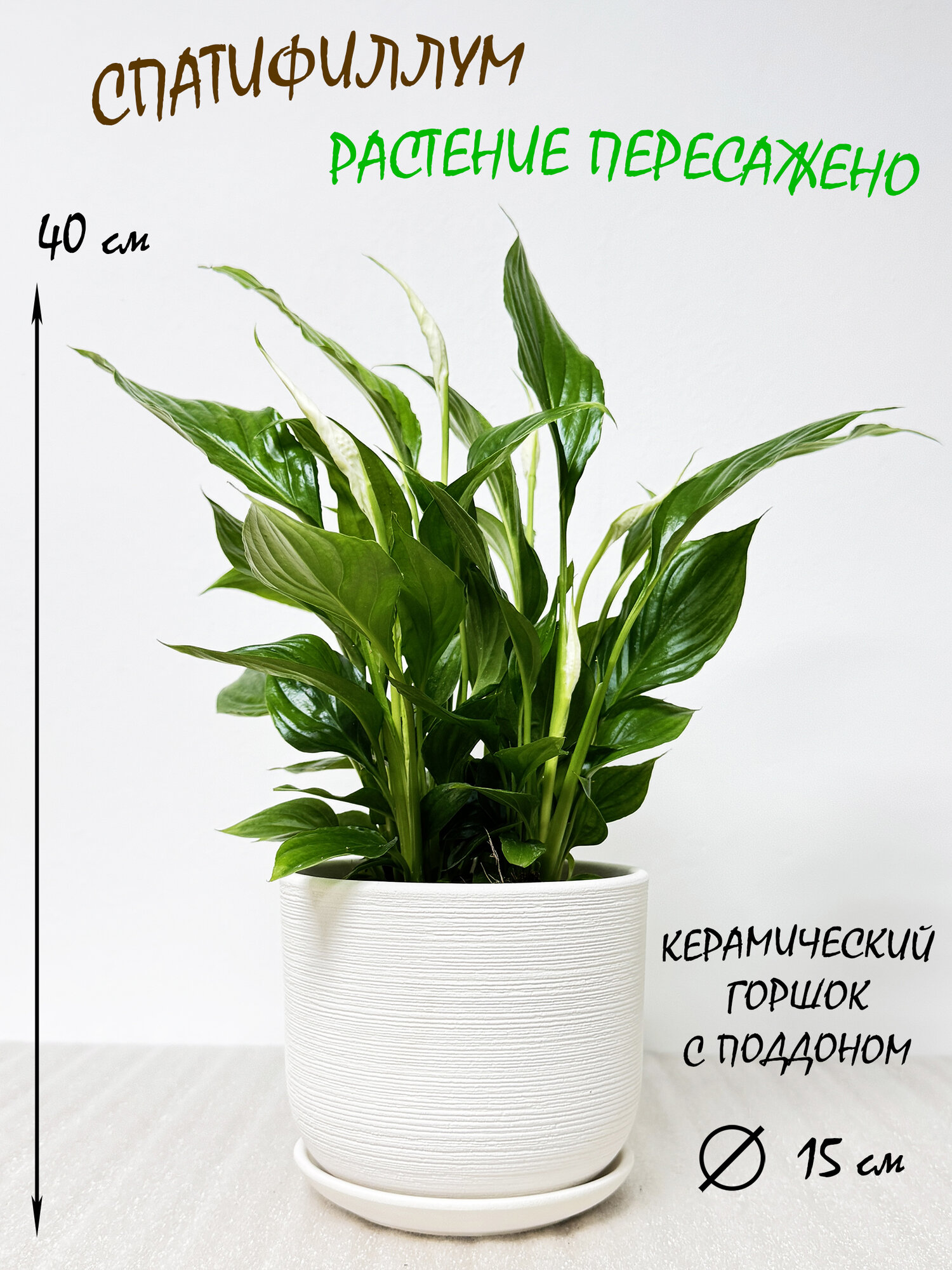 Спатифиллум в белом керамическом горшке с поддоном, высота 35-40см