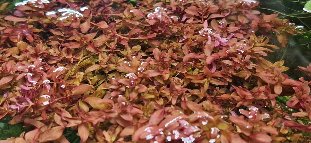 Ротала макрандра мини розовая 3 веточки от 10 см