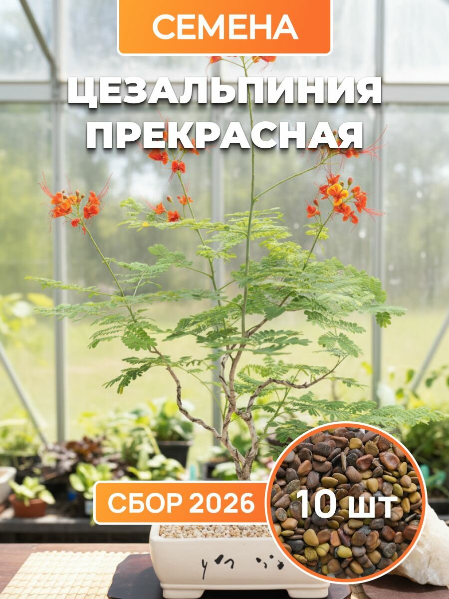 Цезальпиния прекрасная, комнатная, семена 10 шт.