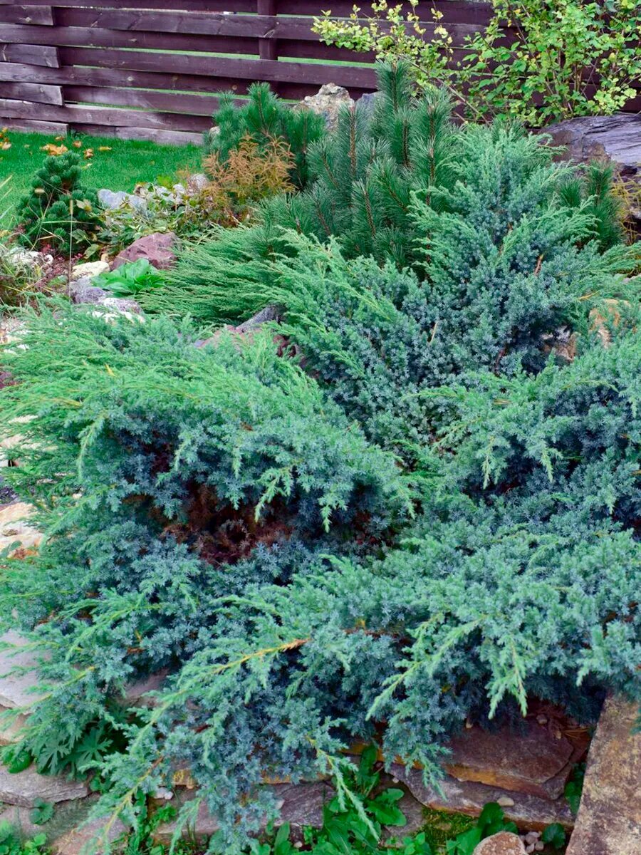 Можжевельник чешуйчатый Blue Carpet