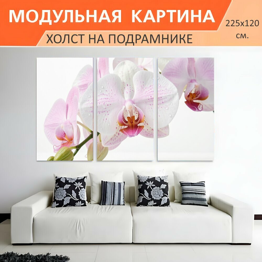 Модульная картина на холсте "Розовая орхидея с каплями росы. Нежные лепестки фаленопсиса в бело-розовой гамме с прозрачными каплями." триптих на подрамнике 225х120 см. для интерьера