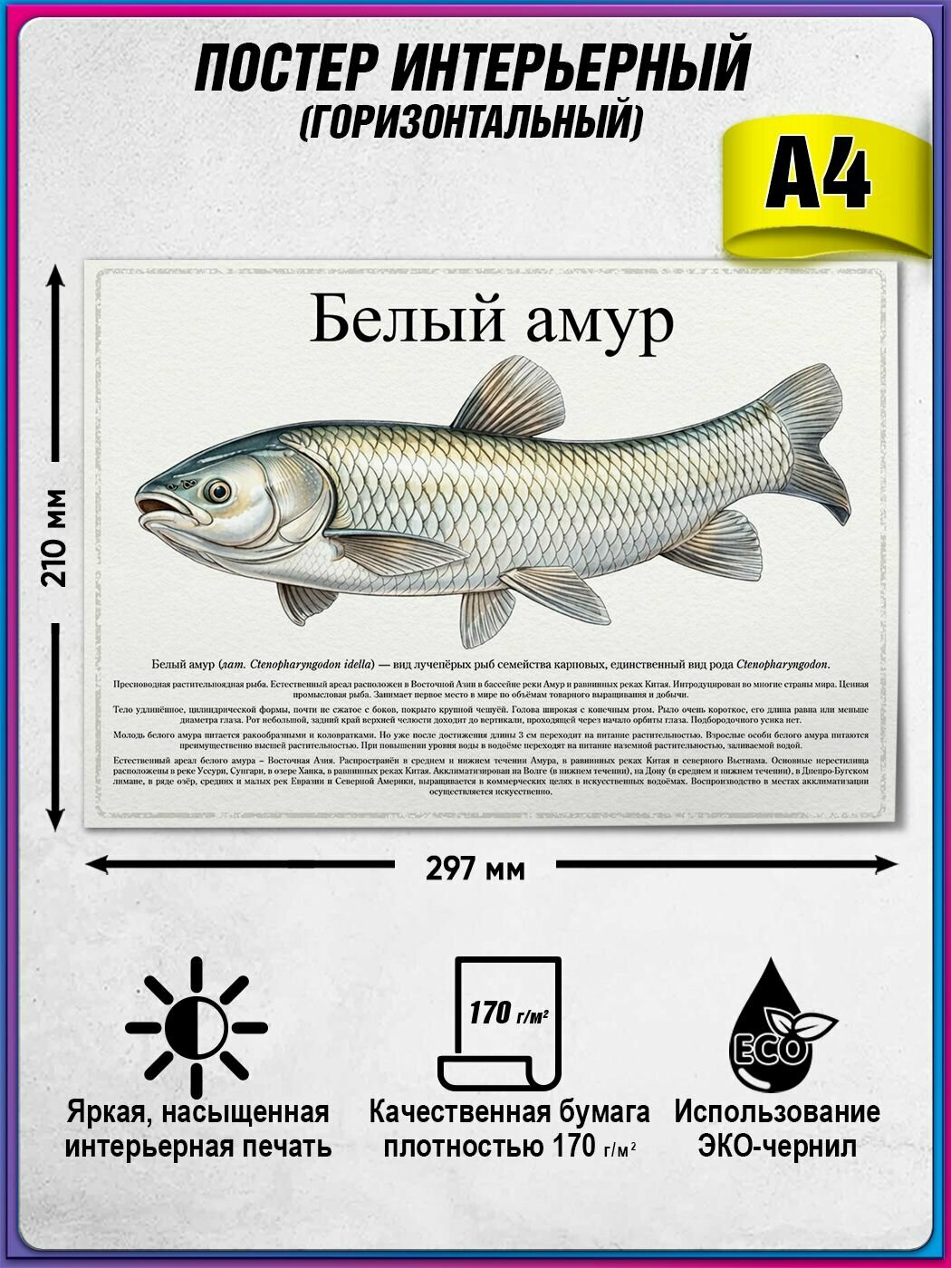 Постер интерьерный "Белый амур", плакат, подарок на День рыбака / А-4 (21x30 см.)