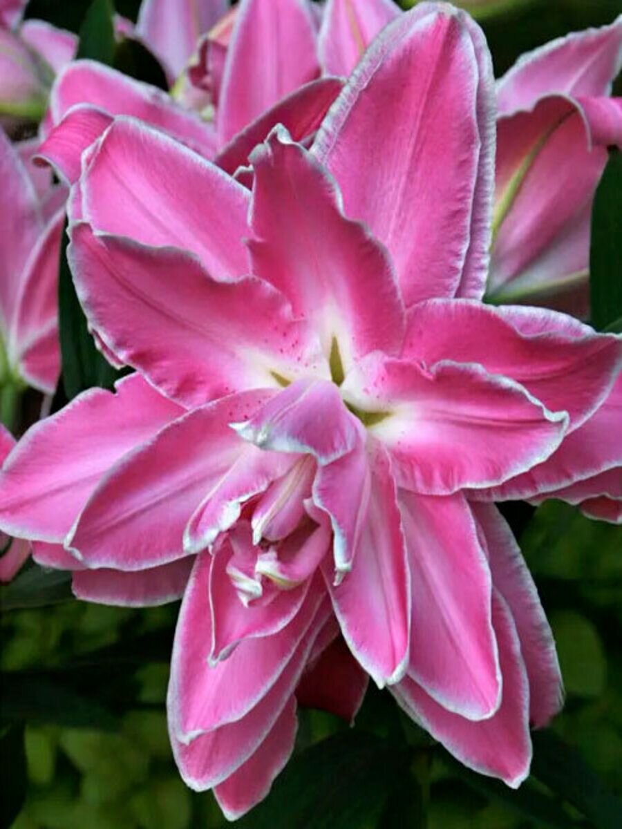 Лилия Holland Bulb Market "Лотус вондер", восточная, многолетняя, махровая, розовая