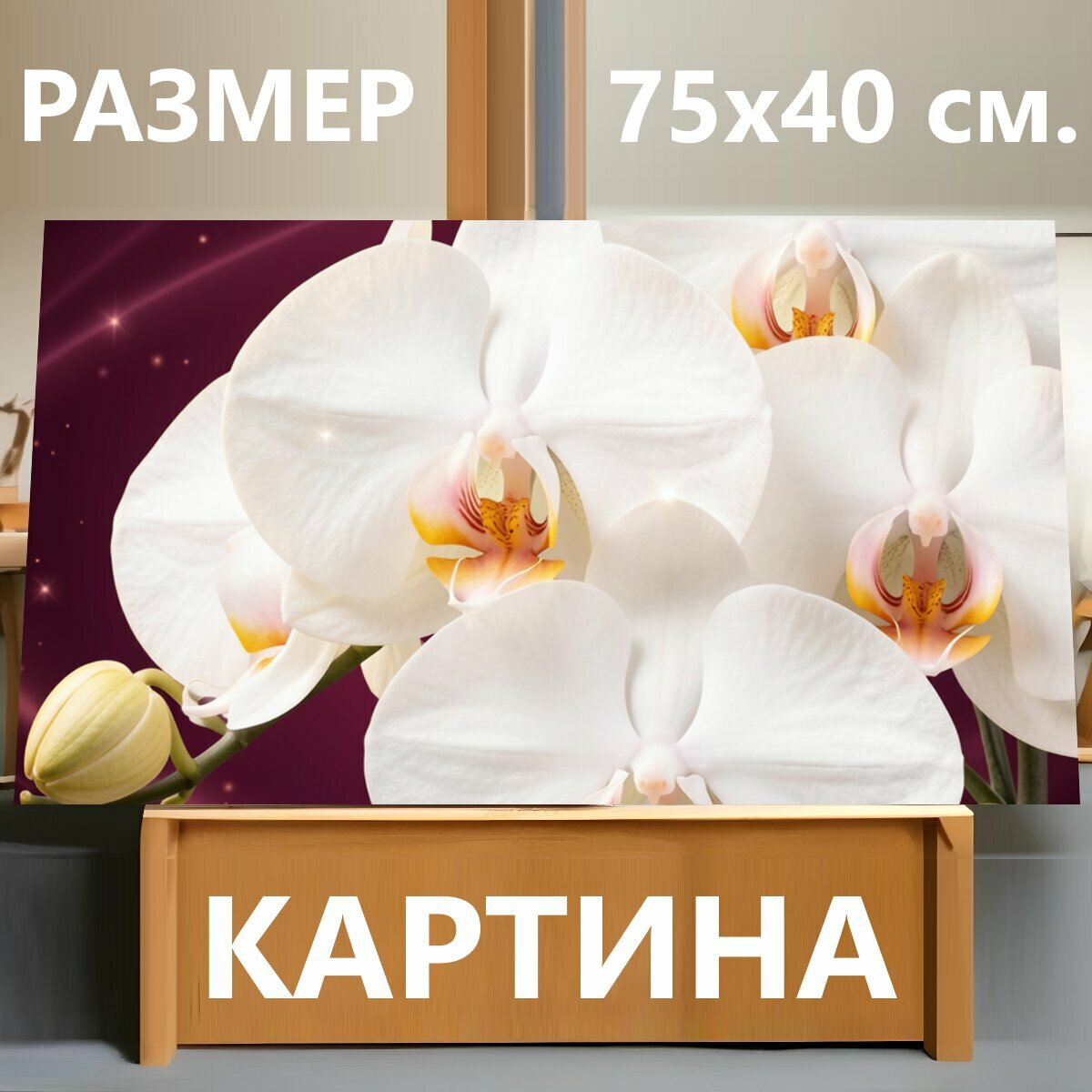 Картина на холсте "Белые орхидеи на бордовом фоне. Изящные крупные цветы с нежными лепестками и бутоном, на фоне глубокого винного оттенка с." на подрамнике 75х40 см. для интерьера
