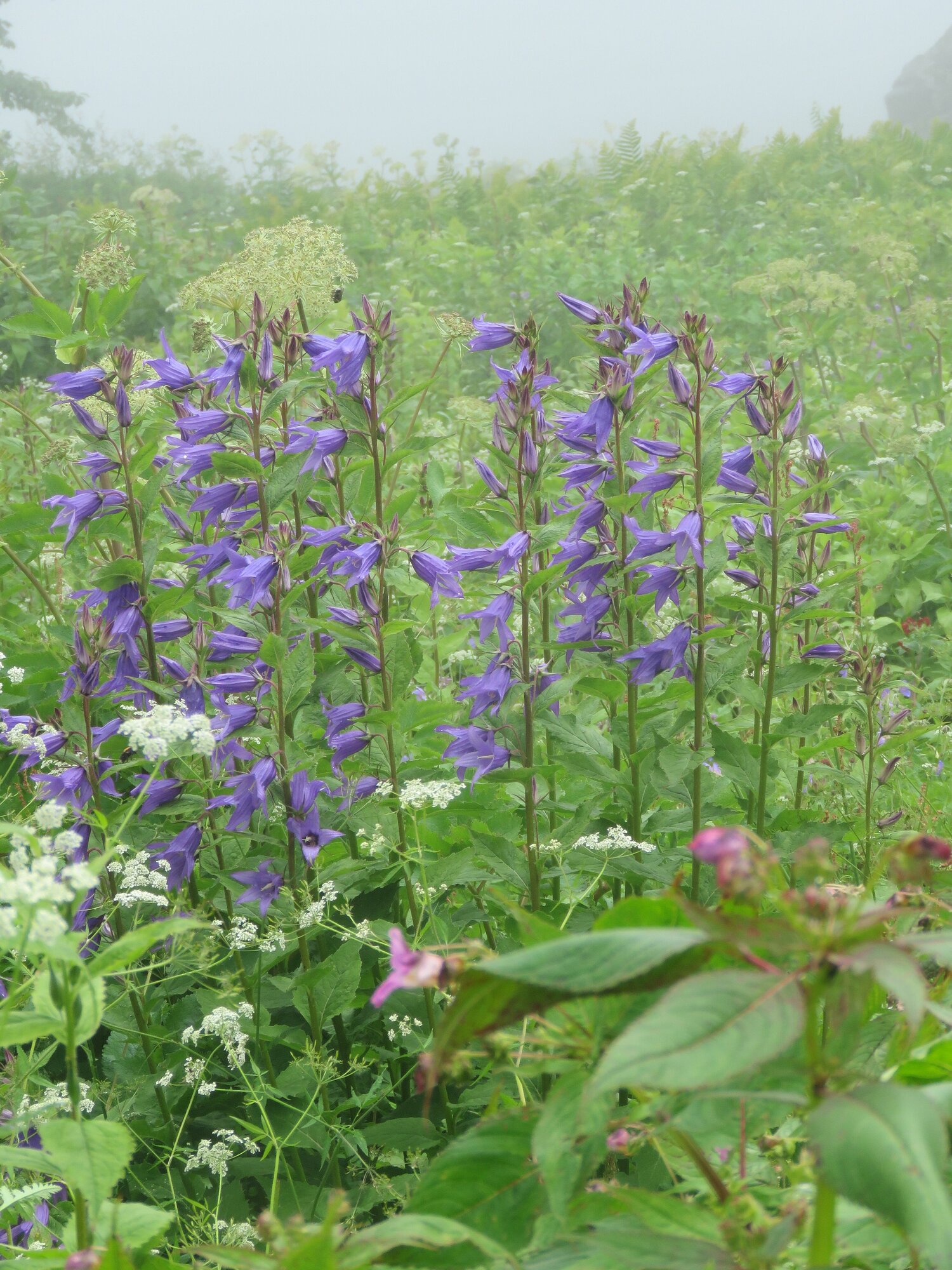 Семена Колокольчик широколистный (Campanula latifolia), 20 штук