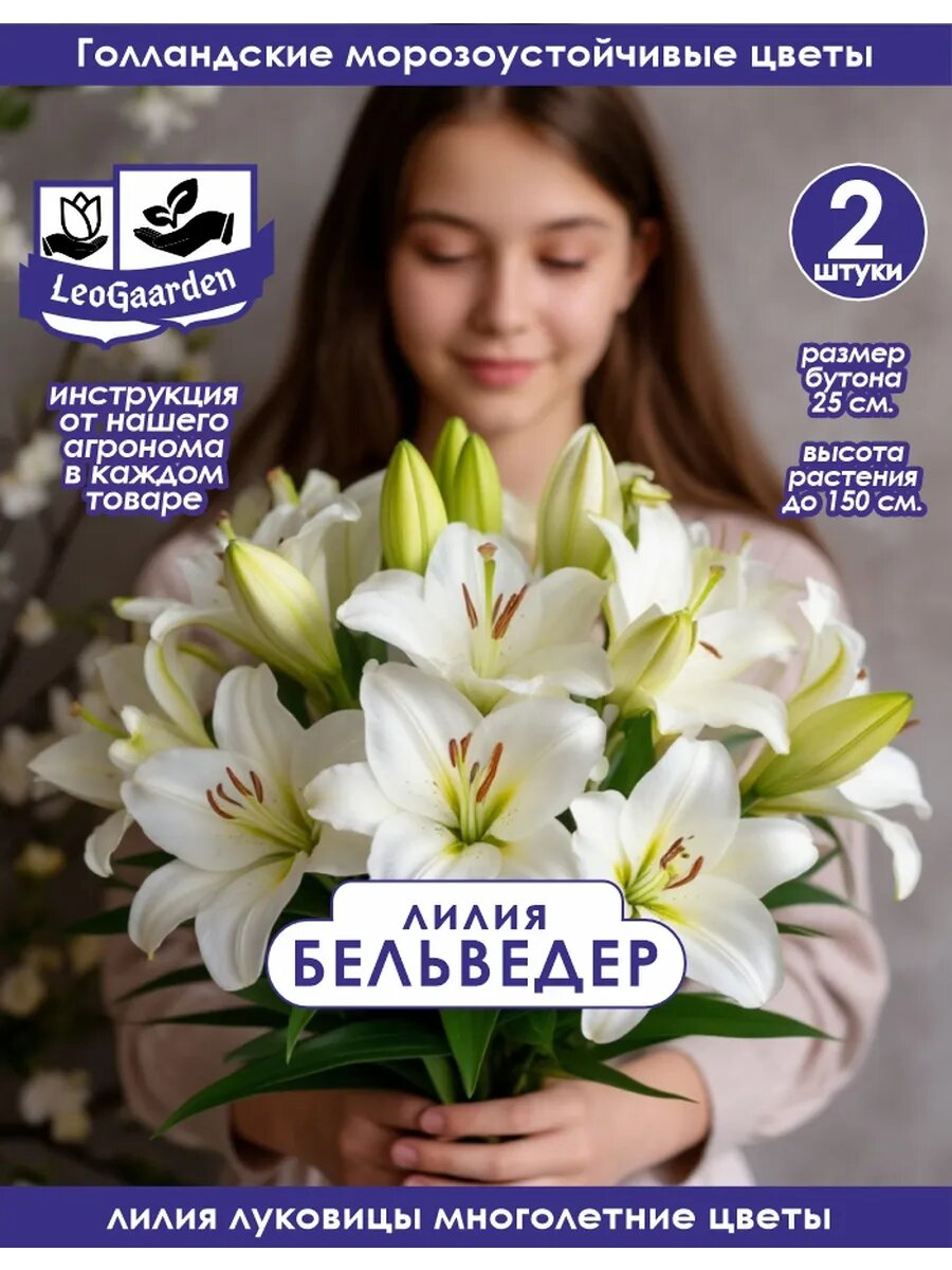 Лилия LeoGaarden Бельведер, растение многолетнее, 2 луковицы