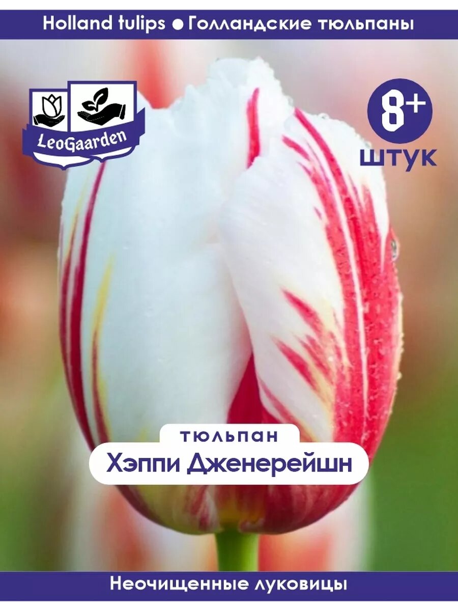 Тюльпан Луковица, Хэппи Дженерейшн, 8+ шт