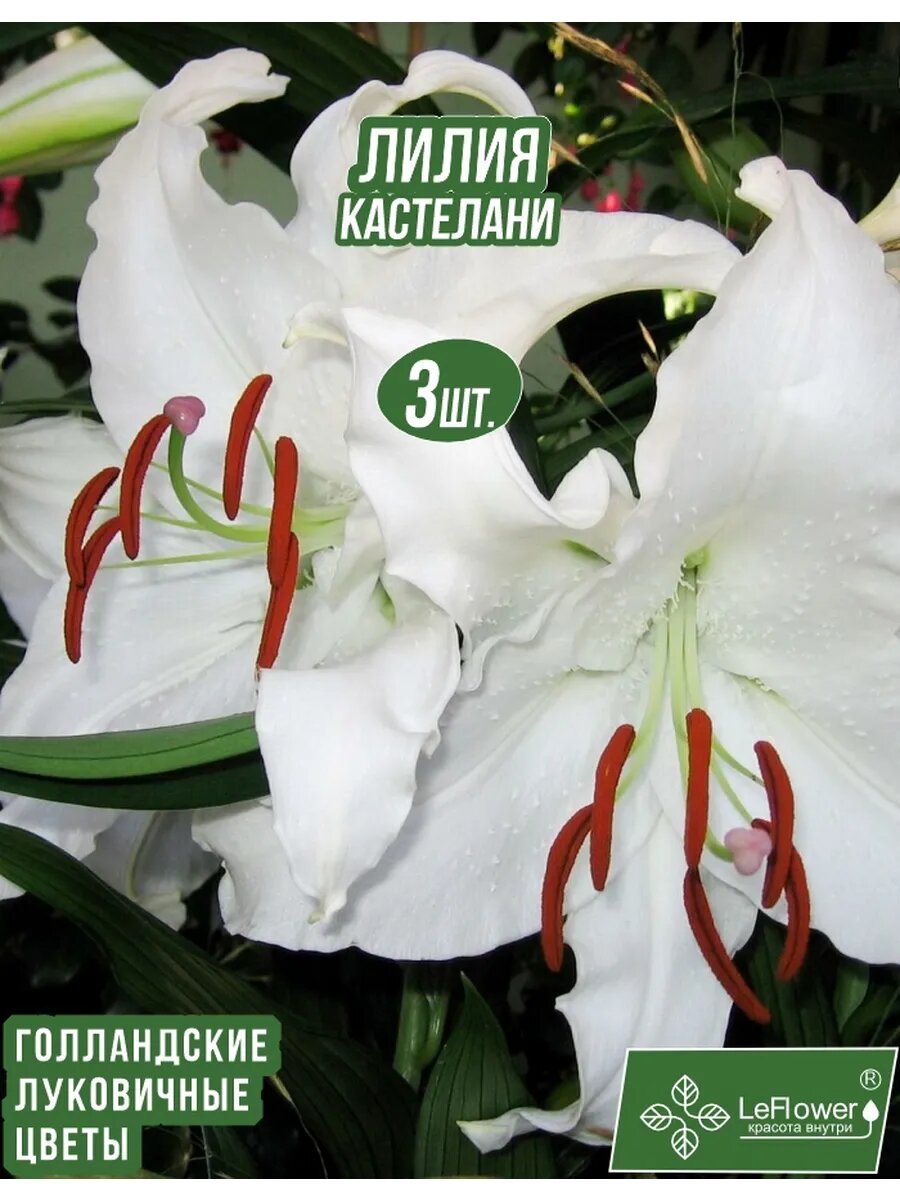 Лилия Луковица, Кастелани 3 шт