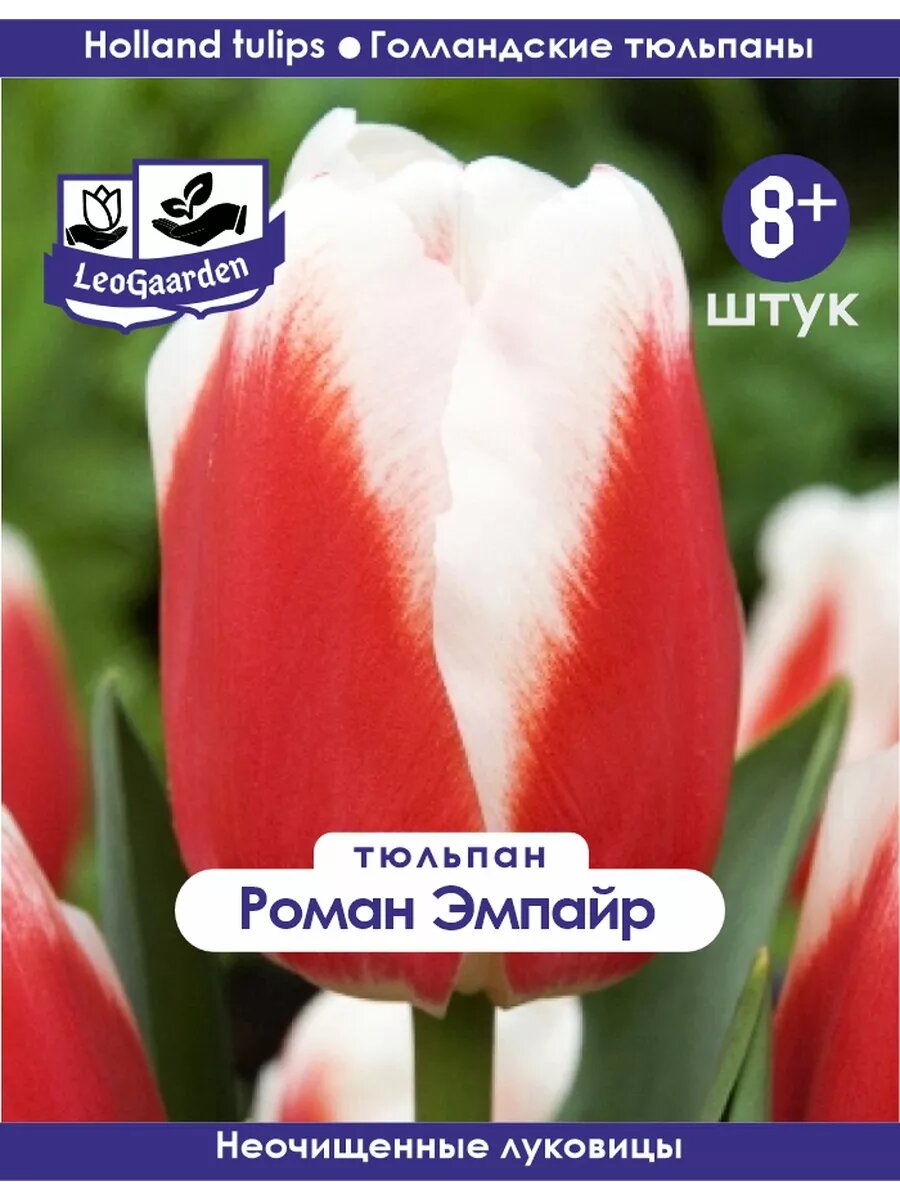 Тюльпан Луковица, Роман Эмпайр, 8+ шт