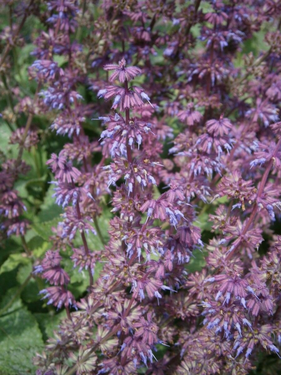 Семена Шалфей мутовчатый (Salvia verticillata), 25 штук