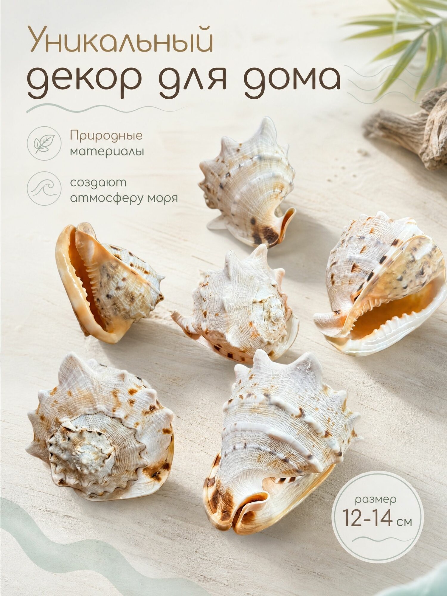 Морская раковина Кассис корнута, 12-14 см, 1 шт