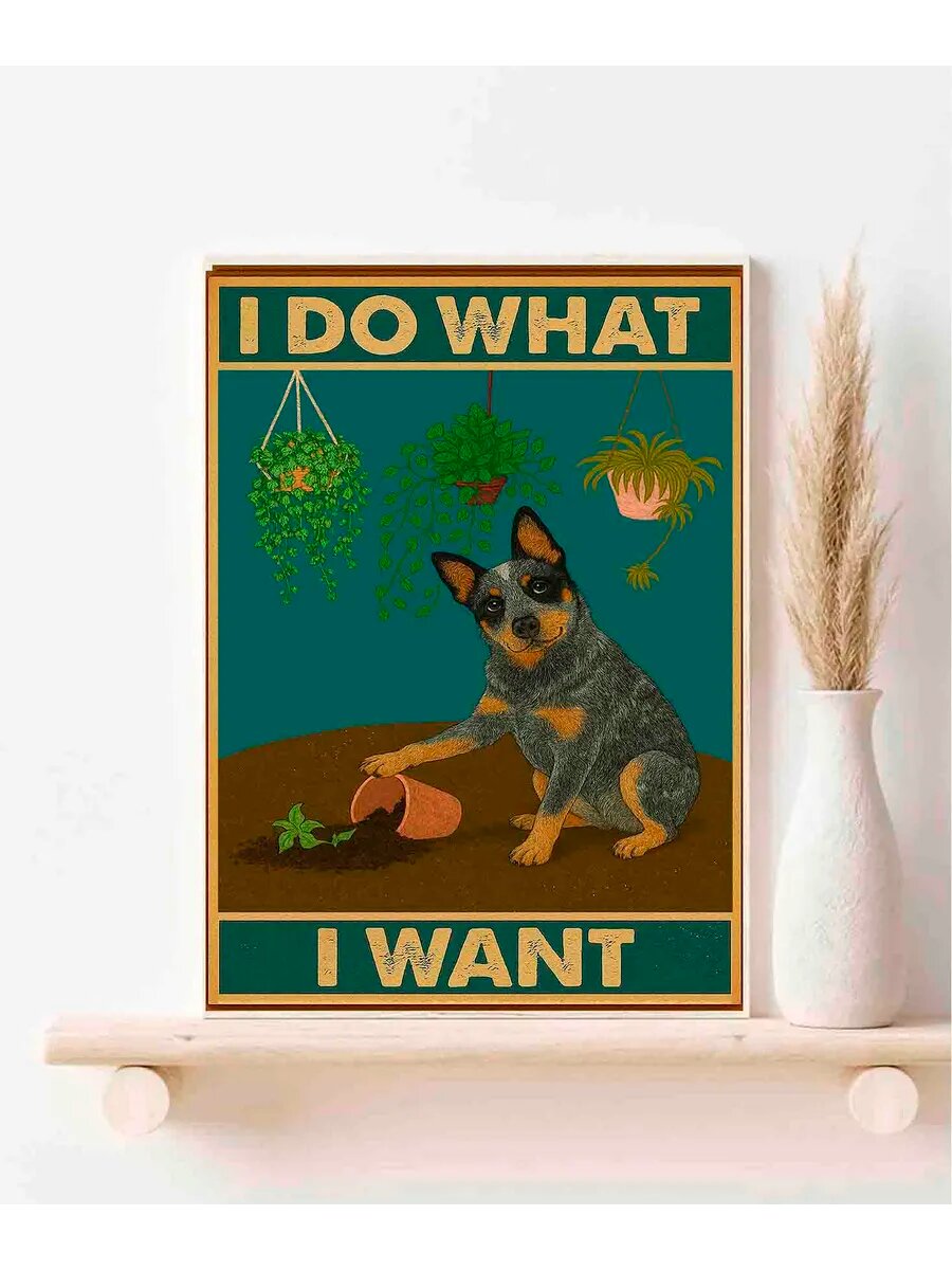 Австралийская пастушья собака, I Do What I Want