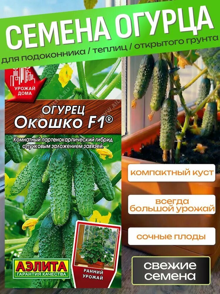 Семена огурцов для подоконника для открытого грунта для теплиц самоопыляемые Окошко F1