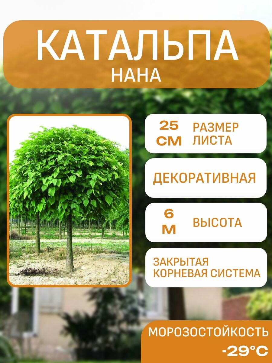 Катальпа декоративная сорта -"Нана" , морозостойкая , (1 шт)