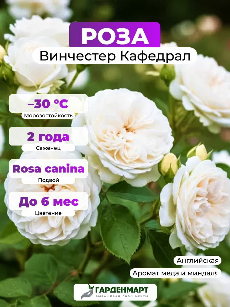 Саженец Роза английская Винчестер Кафедрал