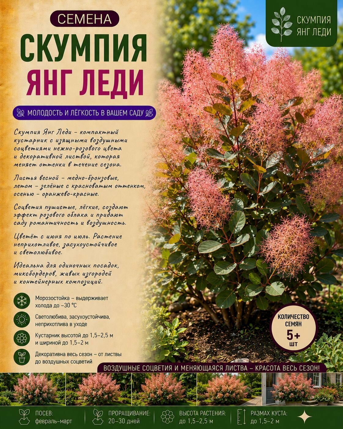 Скумпия ЯнгЛеди, новинка, семена сбор 2025