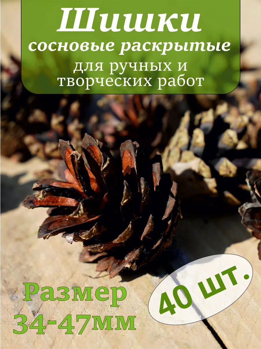 Сосновые шишки раскрытые