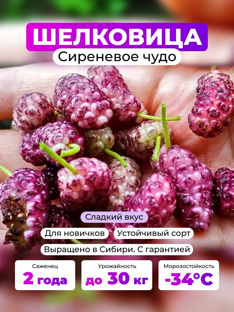 Саженец Шелковица для новичков Сиреневое чудо