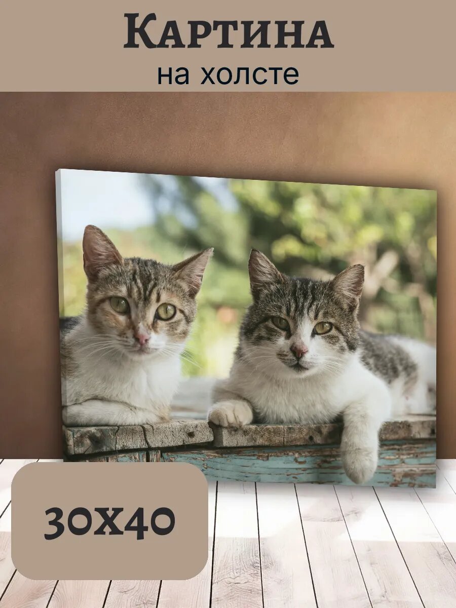 Картина Постер Кот Кошка Cat 30x40 два полосатых кота