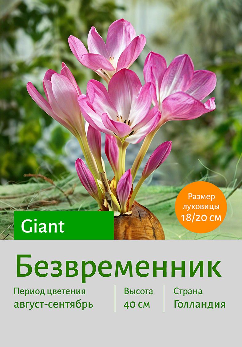 Безвременник Джайант (Giant). Луковицы, 3 шт. Сотка.
