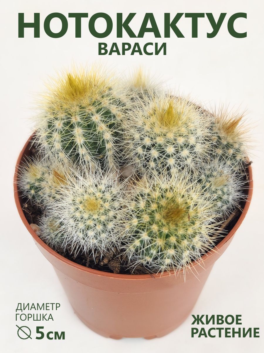 Нотокактус Вараси Груп (Notocactus) кактус живой, D-5