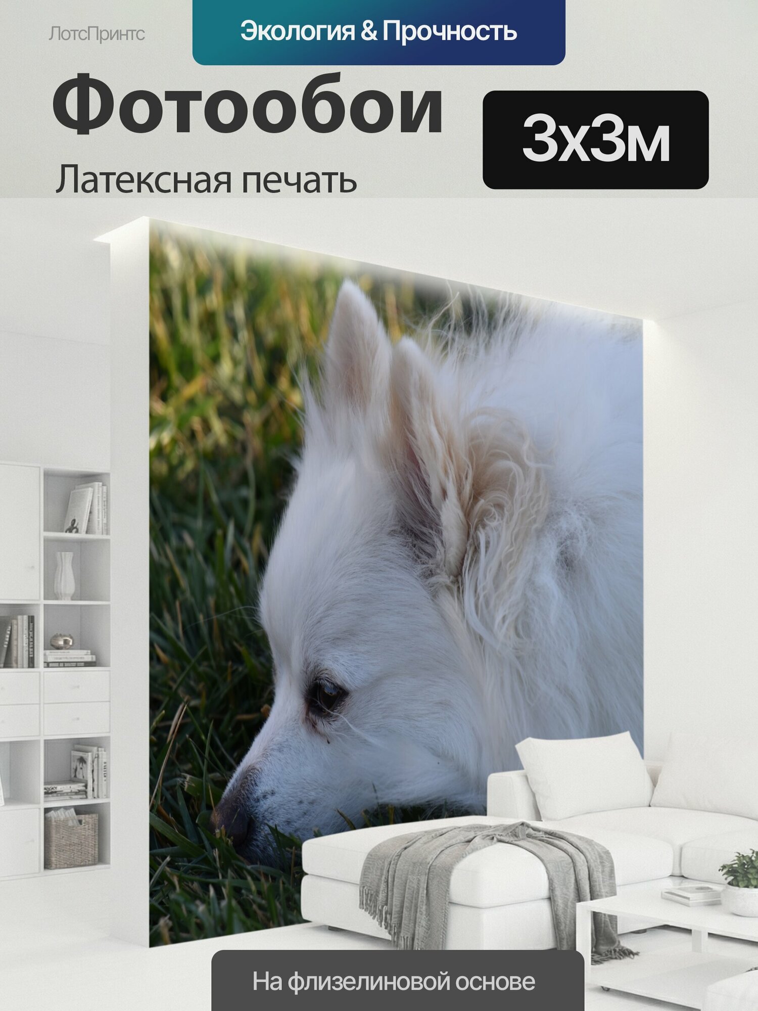 Фотообои моющиеся ударопрочные "Белый шпиц в золотом свете Белый шпиц в дневном свете шпиц собака уши jan20 белый длинные волосы свет золотой." 300x300 см. латексная печать