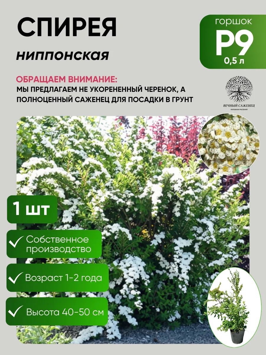 Спирея ниппонская, саженец для сада и дачи, декоративное растение для посадки