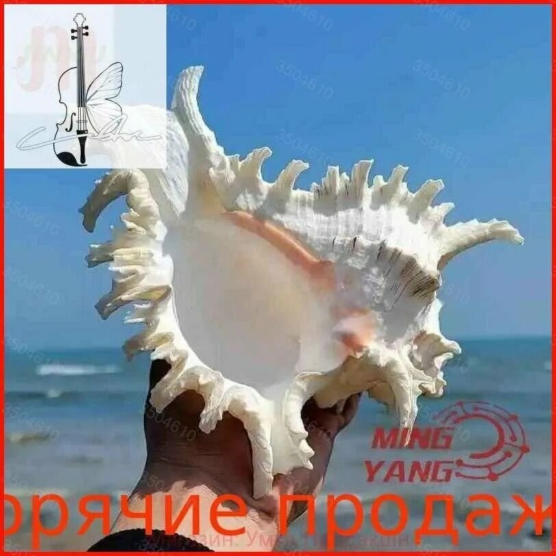 Ракушка морская Мурекс ветвистый 10-12см