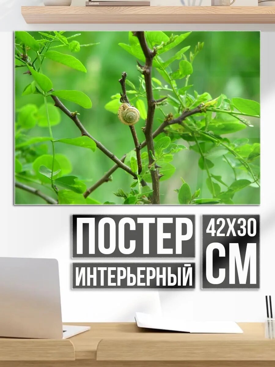 Плакат постер улитка на ветке