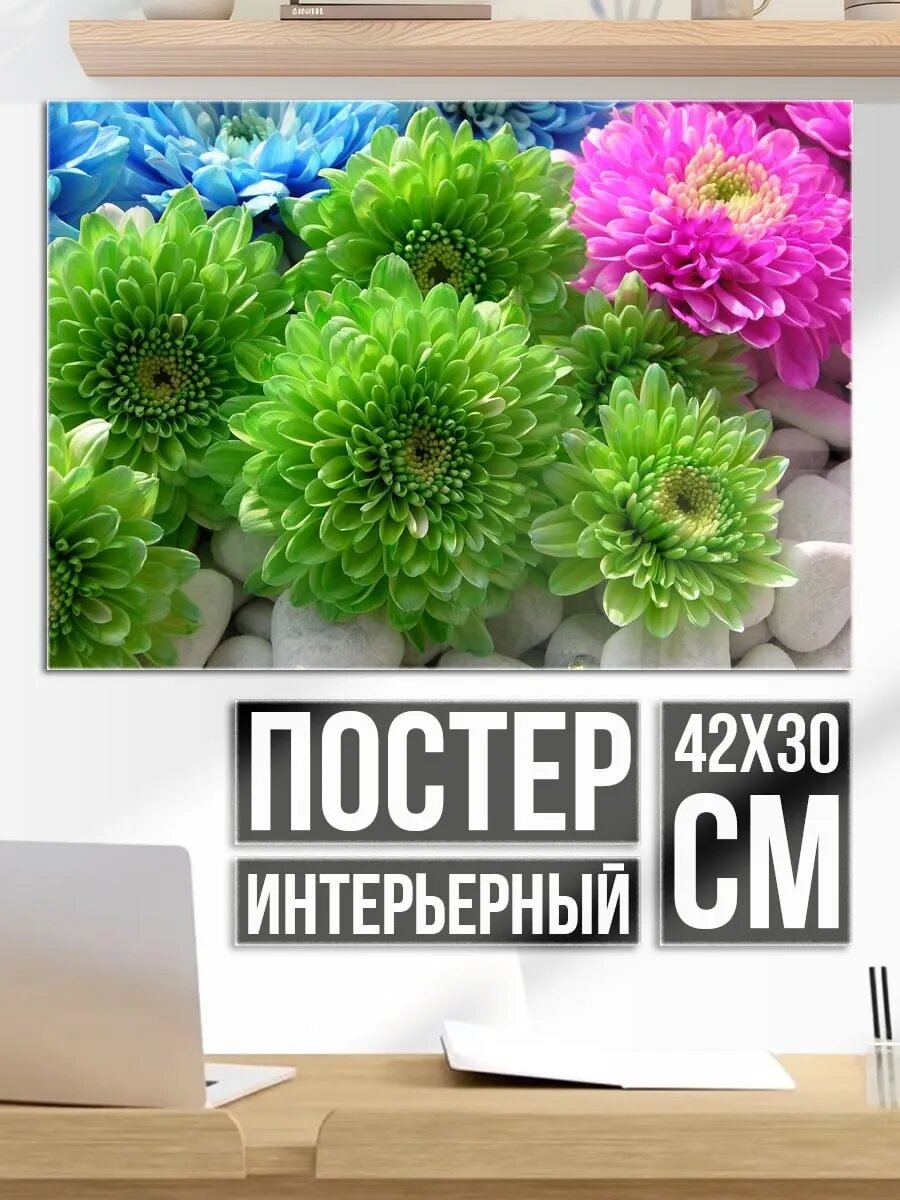 Плакат постер Яркие хризантемы