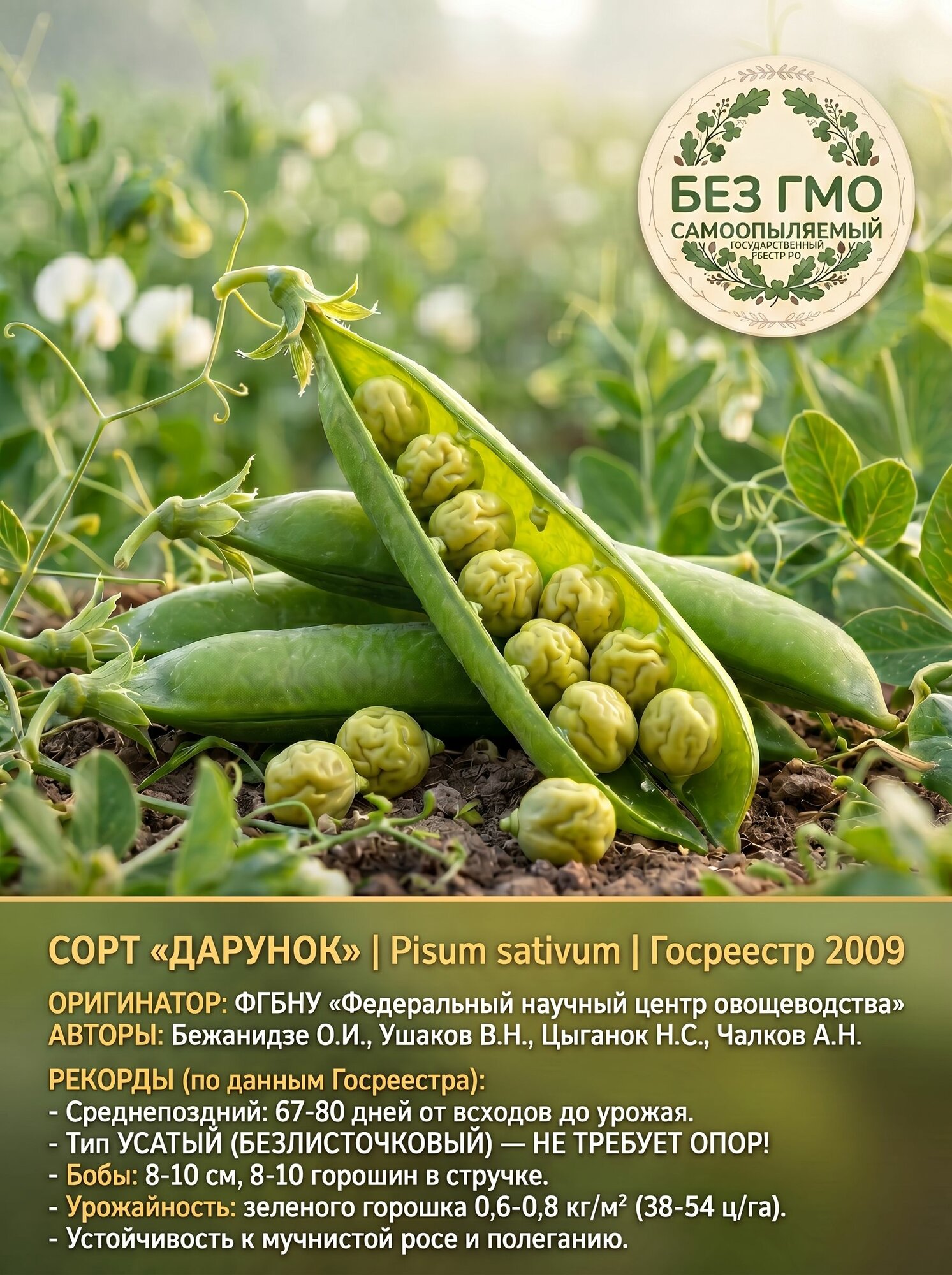 Семена Горох овощной Дарунок Pisum sativum среднепоздний 70-80 см Безлисточковый (усатый) Госреестр 2009 10 г.