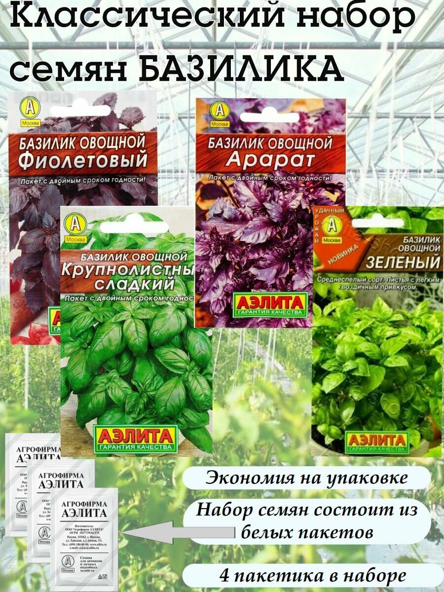 Базилик семена набор 4 сорта Классический Арарат, Зеленый, Крупнолистный сладкий, Фиолетовый семена базилика набор сортов базилик