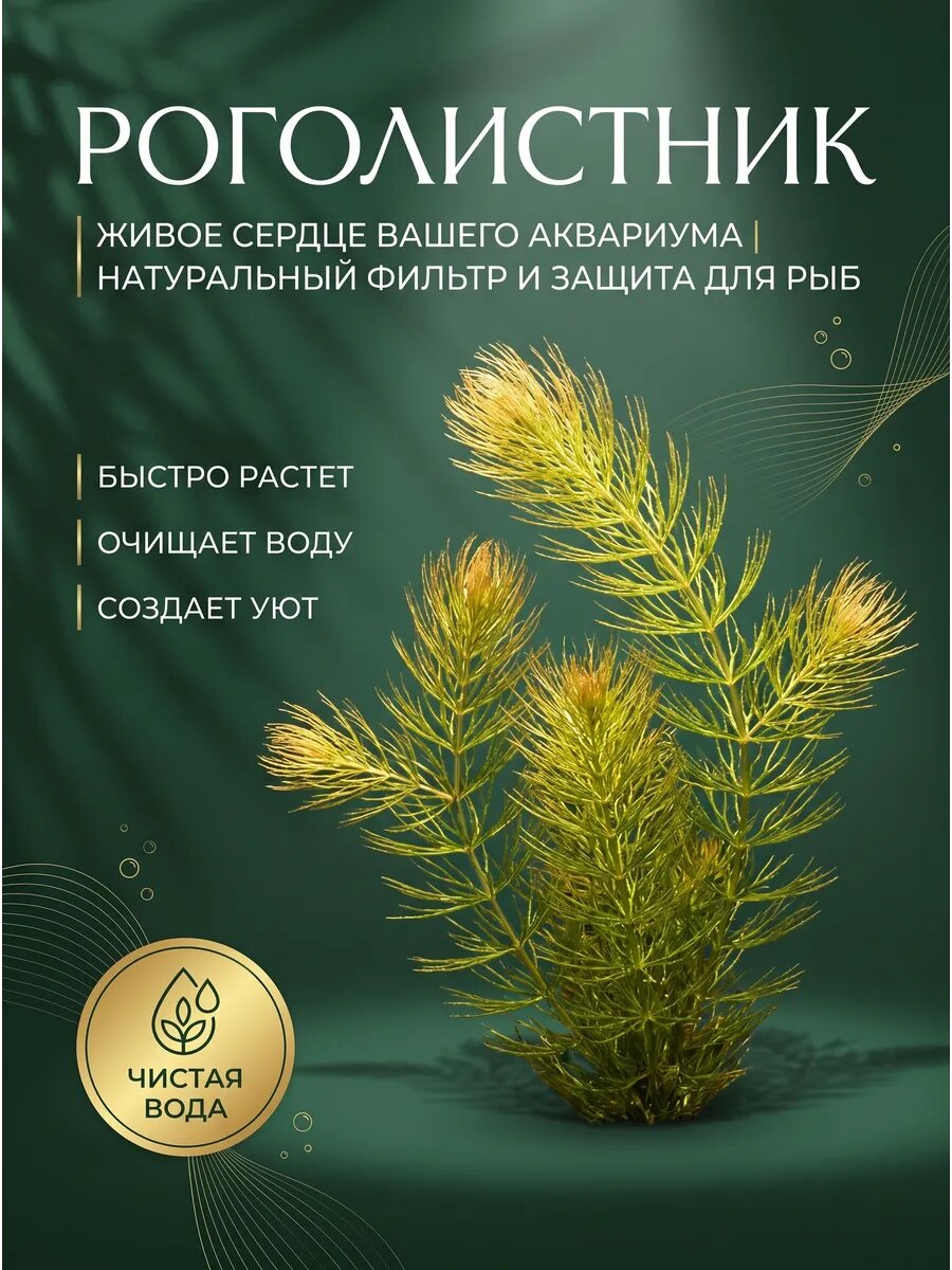 Живое корневое аквариумное растение Роголистник