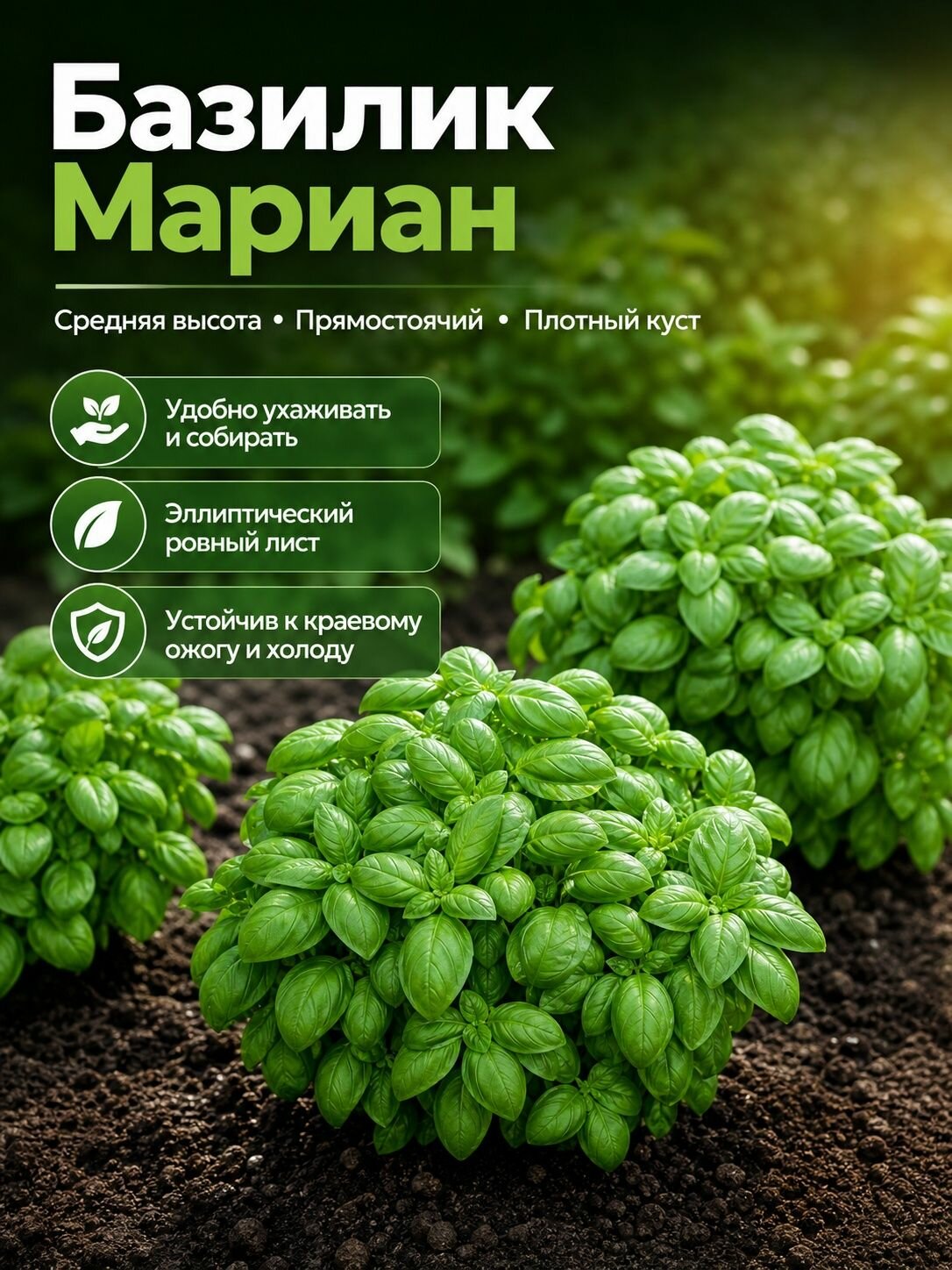 Базилик Мариан, семена — фото 1