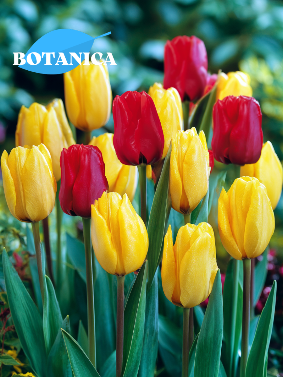 Луковицы цветов, botanica garden, TWIN Тюльпаны Голден Апельдорн 1шт/Апельдорн 1шт (2 штуки)