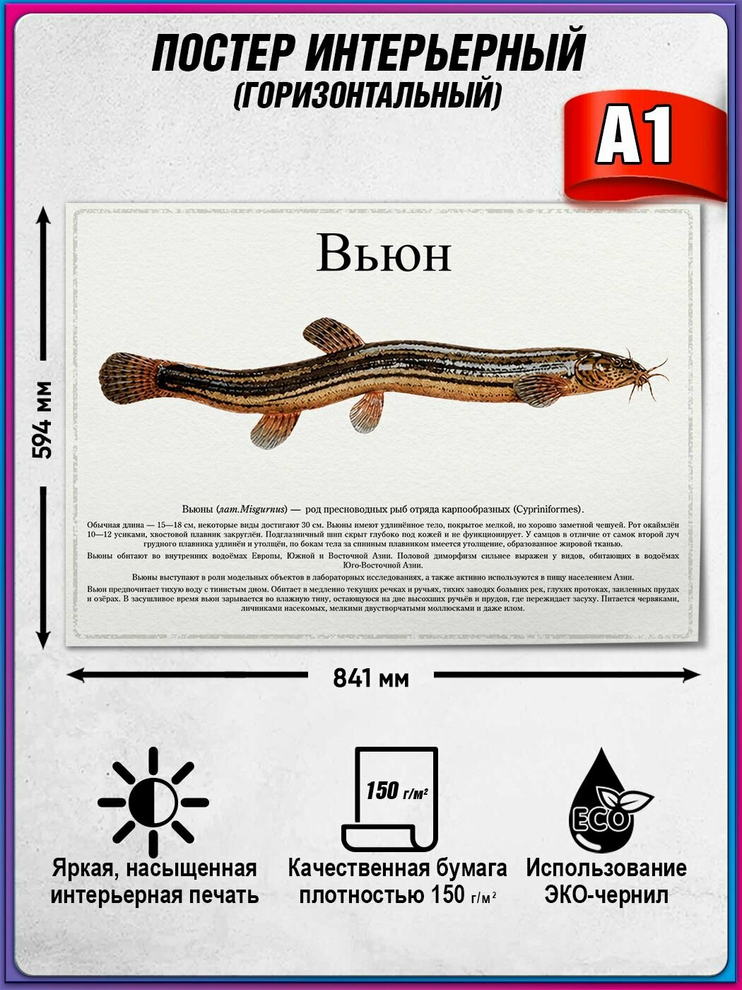 Постер интерьерный "Вьюн" с описанием, плакат, подарок на День рыбака / А-1 (84x60 см.)