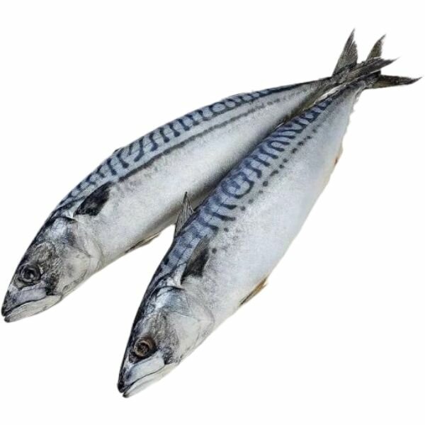 Скумбрия 300-500г, 2-3шт, замороженная, непотрошеная, Фарерские острова