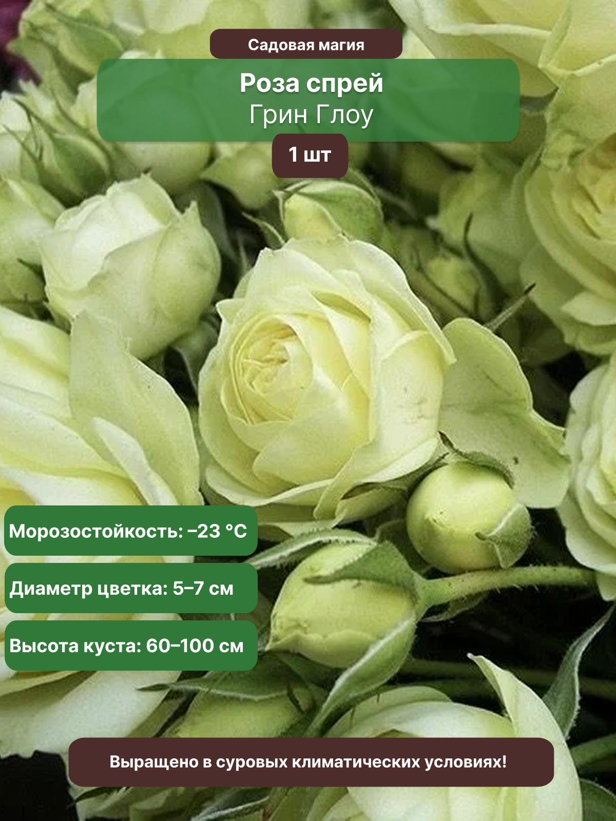 Роза спрей Грин Глоу , 1 саженец , многолетняя , зеленая , 30-50 см