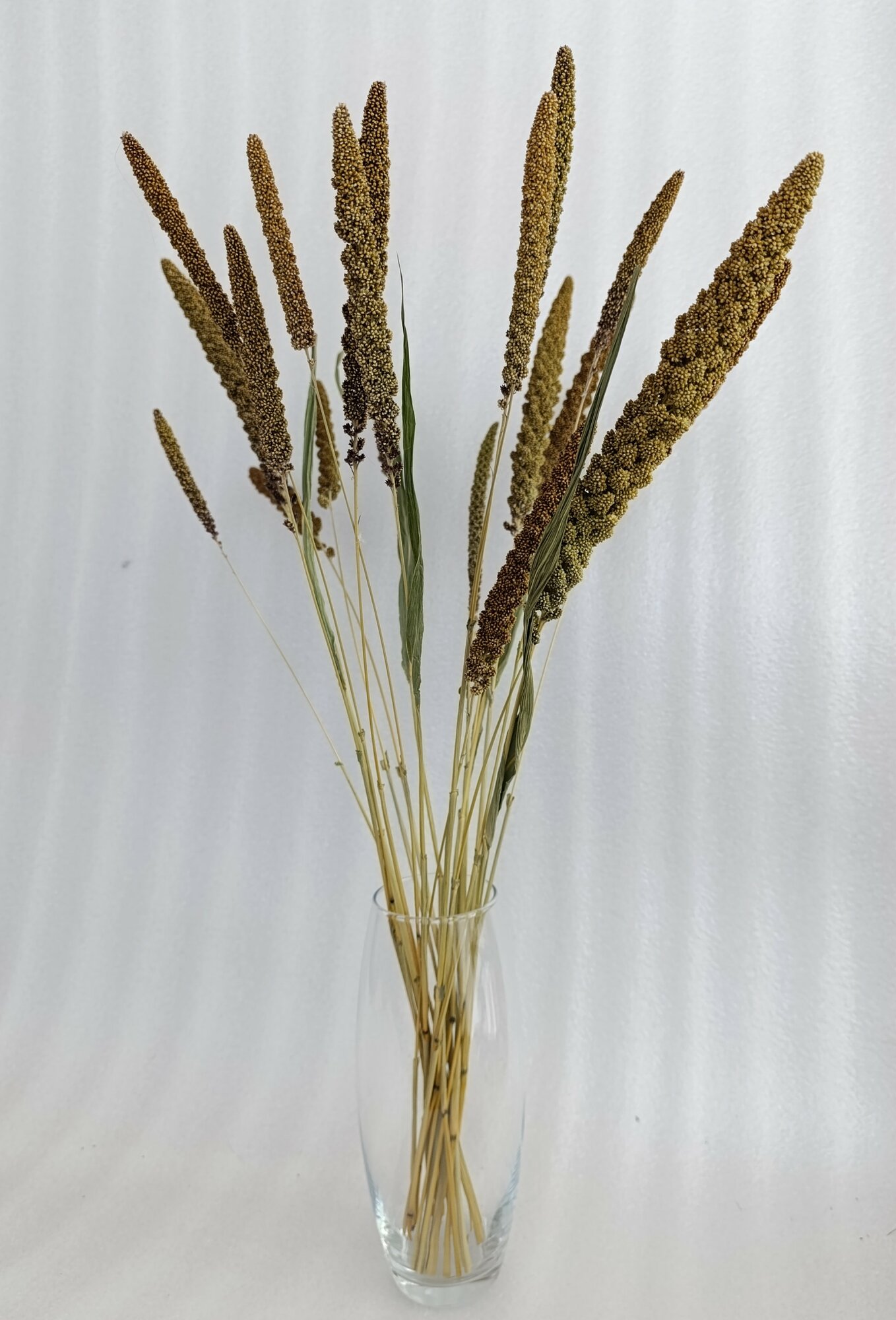 Декор. Колосья проса натуральные для вазы или создания композиций.
