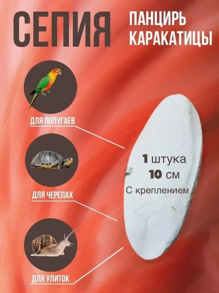 Сепия 10 см 1 штуки, панцирь каракатицы для улиток, черепах, попугаев, рептилий, корм для птиц