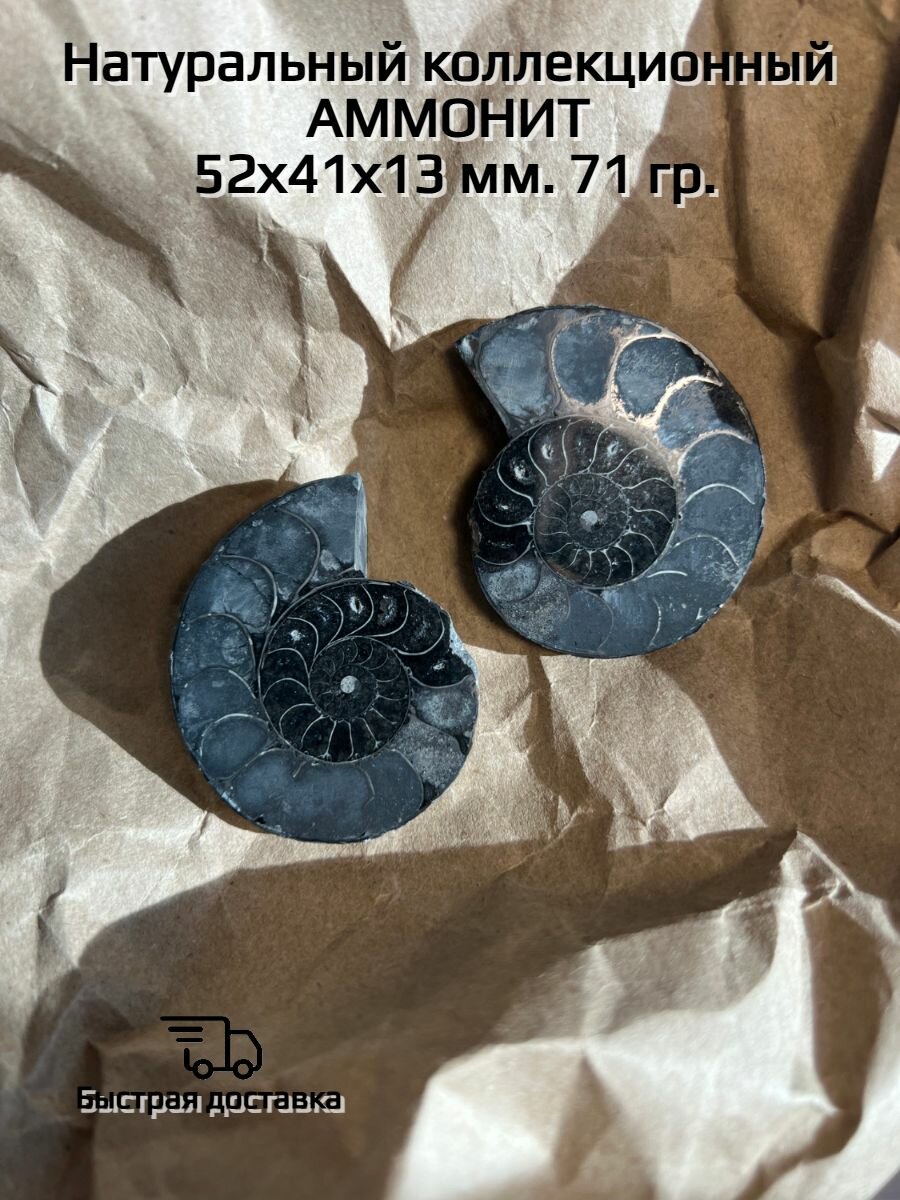 Две половинки отполированных срезов природного аммонита