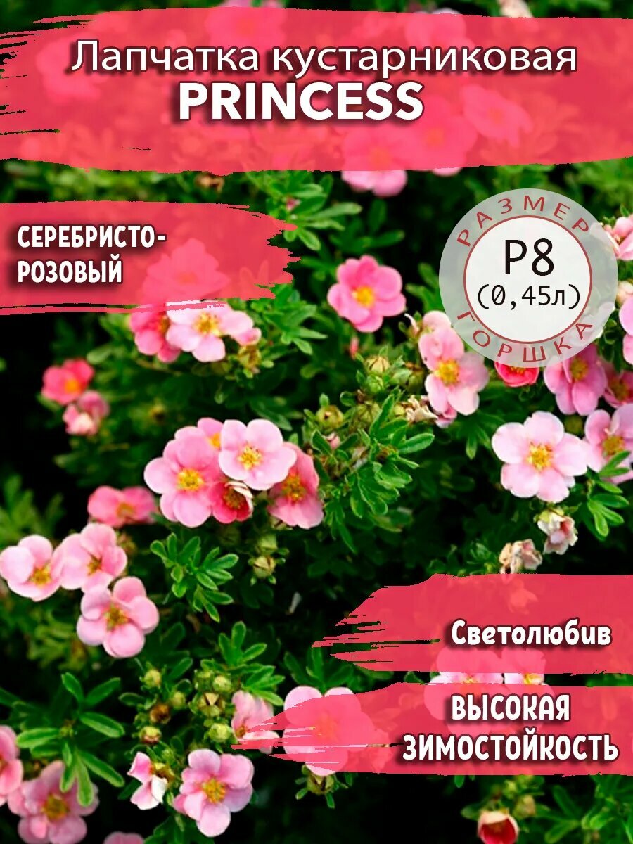 Лапчатка кустарниковая Princess