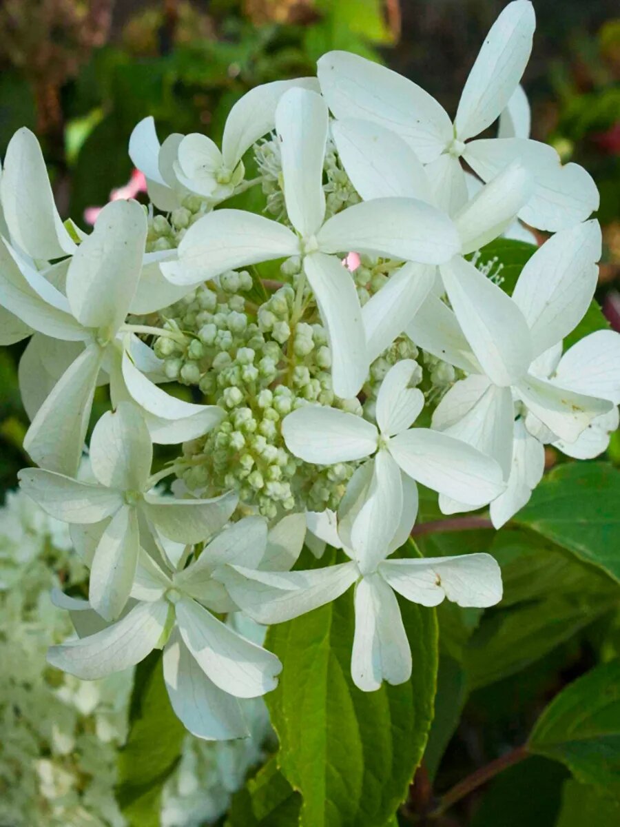 Гортензия метельчатая Star Rose